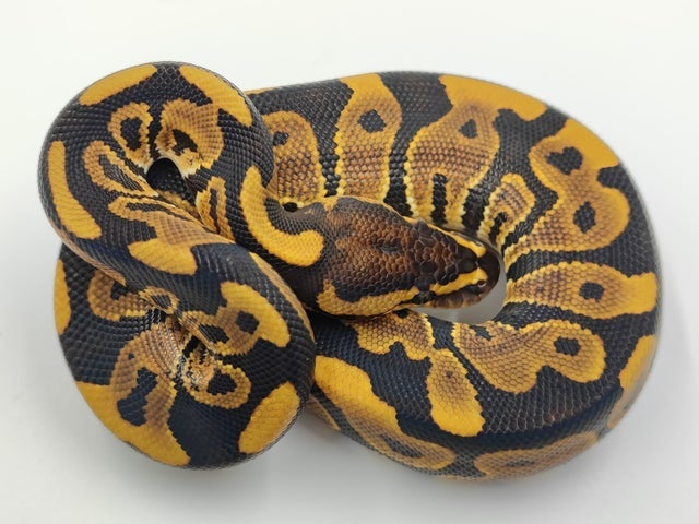 Leopard Combo Ball Pythons! Leopard Pied, Clown, Blackhead, GHI ...