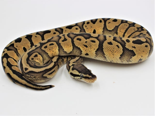 Red Stripe Combo Ball Pythons! Infernos, Genetic Stripe, Clown, Pied ...