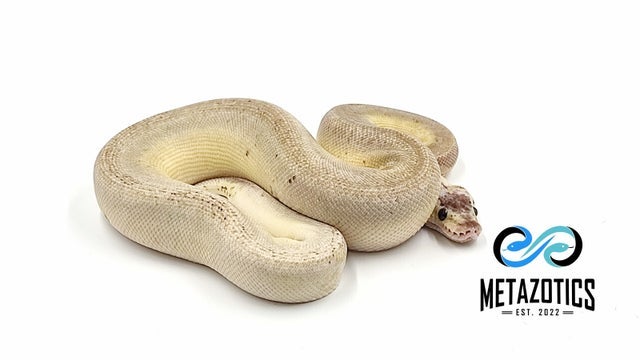 Sandblast Combo Ball Pythons! Urban Camos, Sandblast Killer Pieds ...