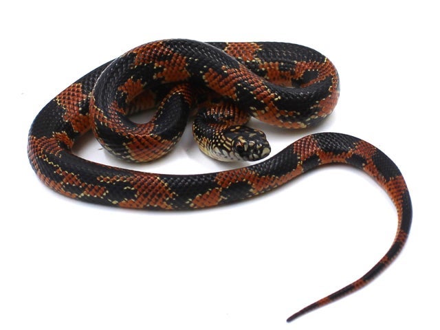 Apalachicola (meansi or goini) kingsnakes for sale! | Metazotics